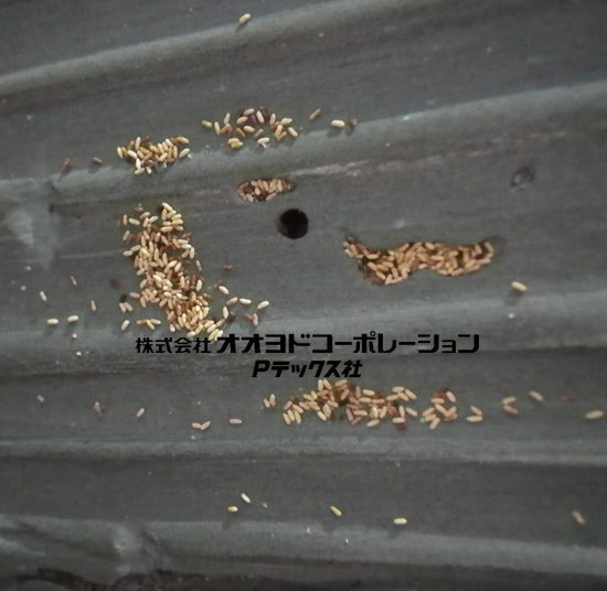 文化財の害虫と対策について | 害虫・害鳥獣を安全に対策します｜株式会社 オオヨドコーポレーション Pテックス社